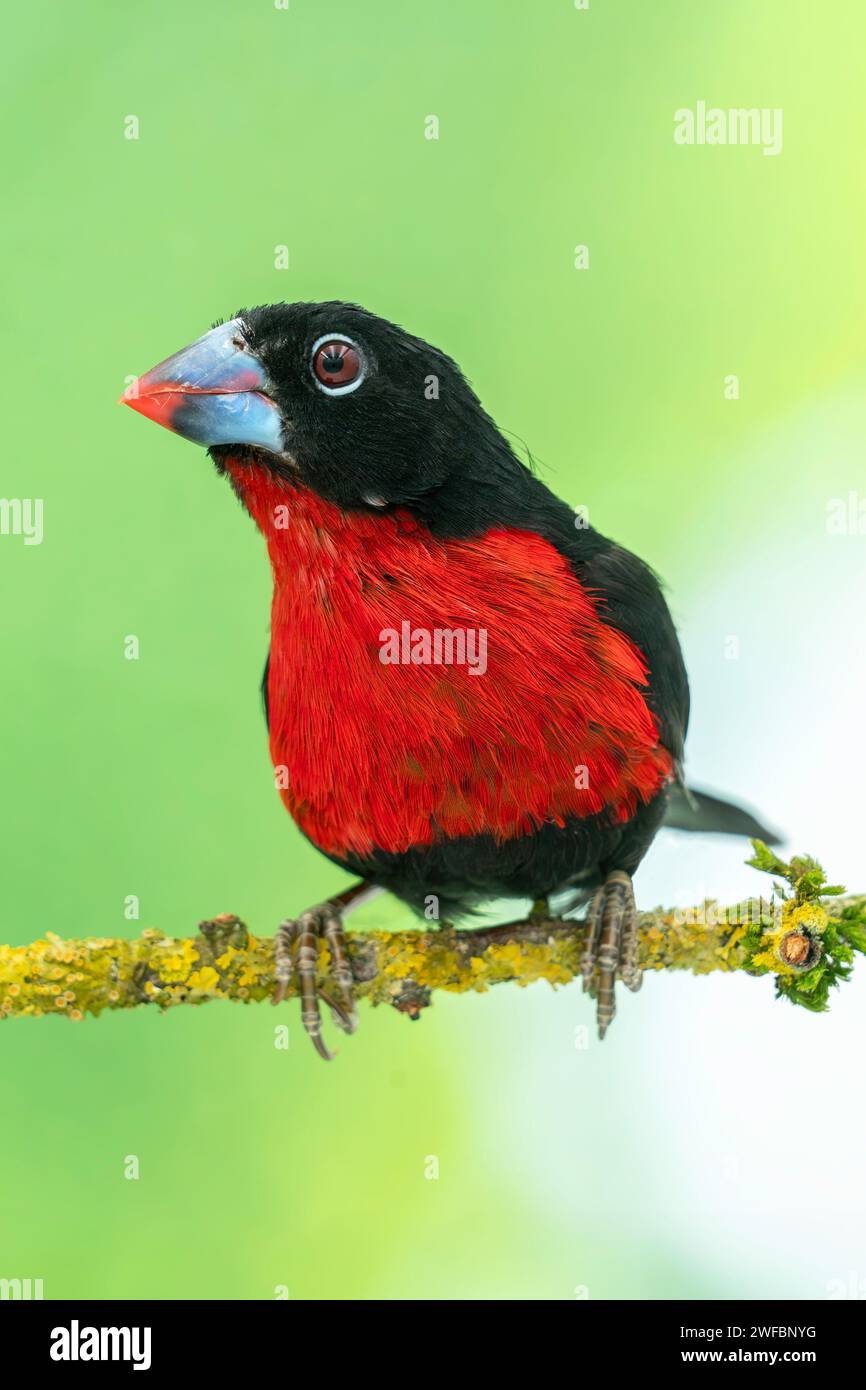 western bluebill , Spermophaga haematina Stock Photo - Alamy