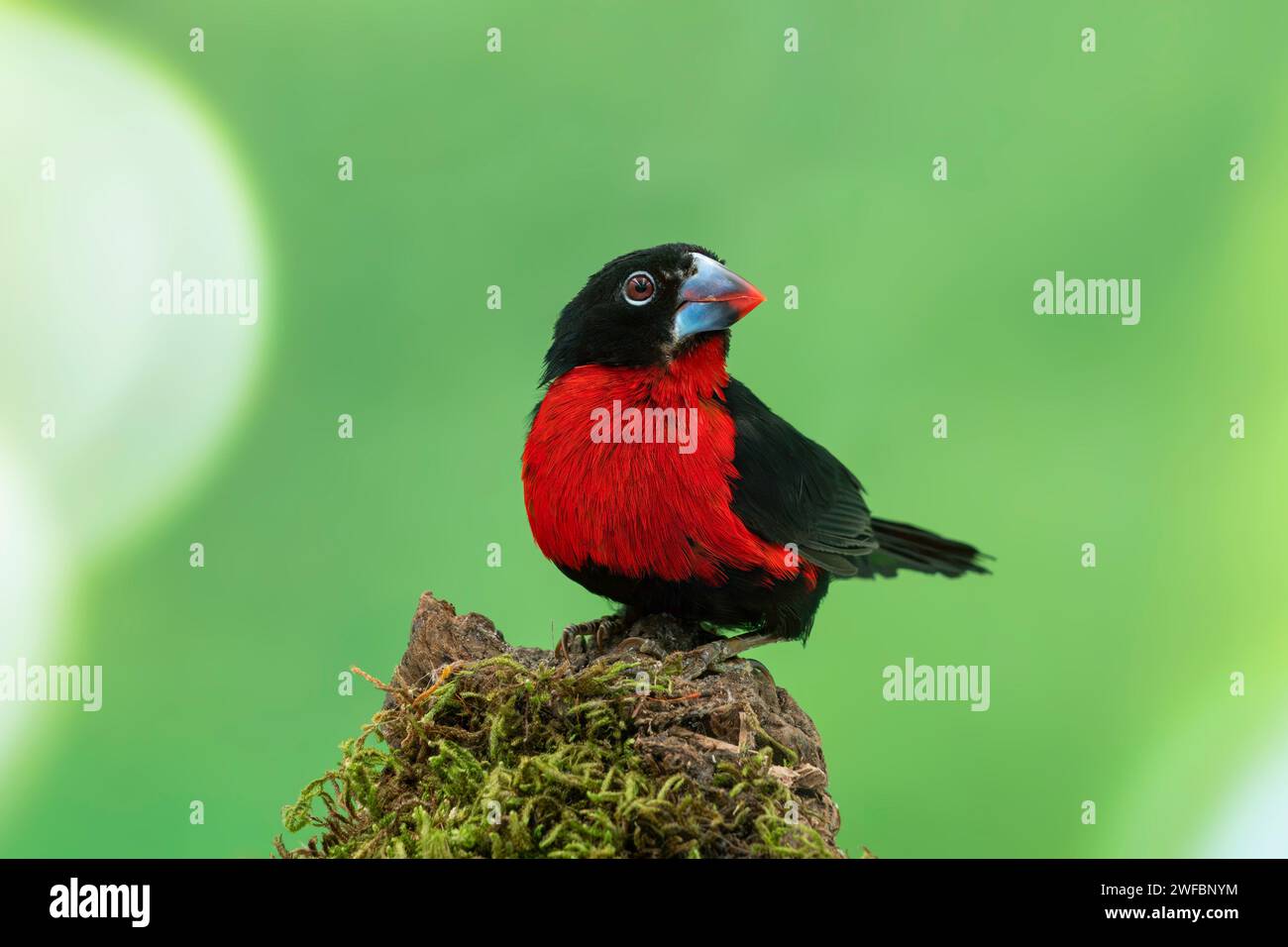 western bluebill , Spermophaga haematina Stock Photo - Alamy