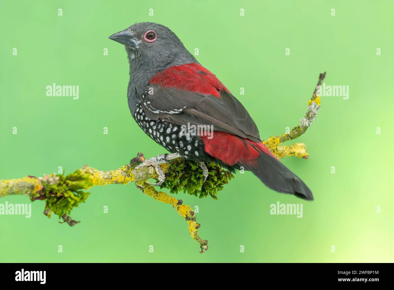 Dybowskis twinspot hi-res stock photography and images - Alamy