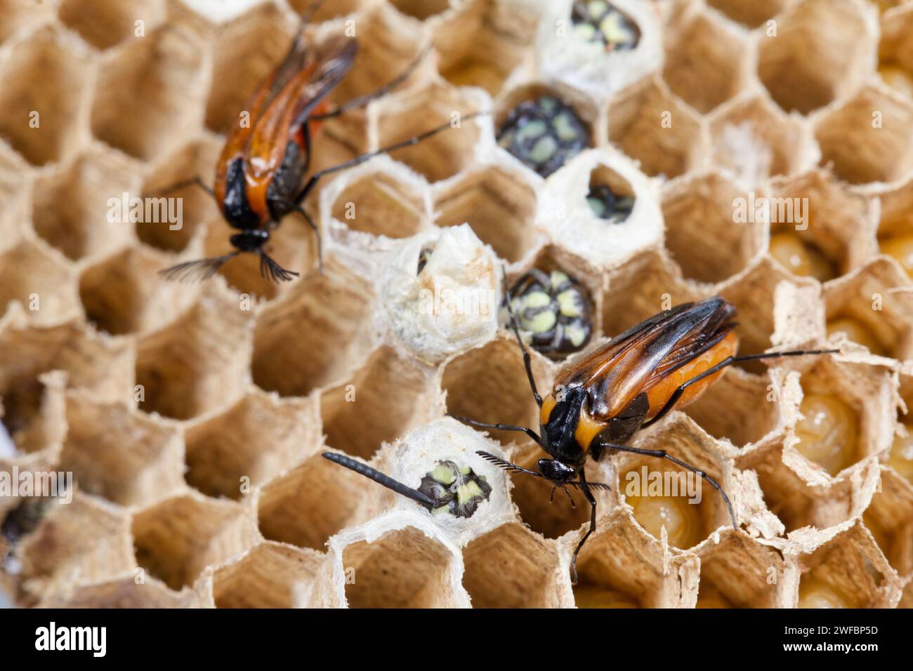 Wasp nest beetles (Metoecus paradoxus) inside a wasp nest Stock Photo ...