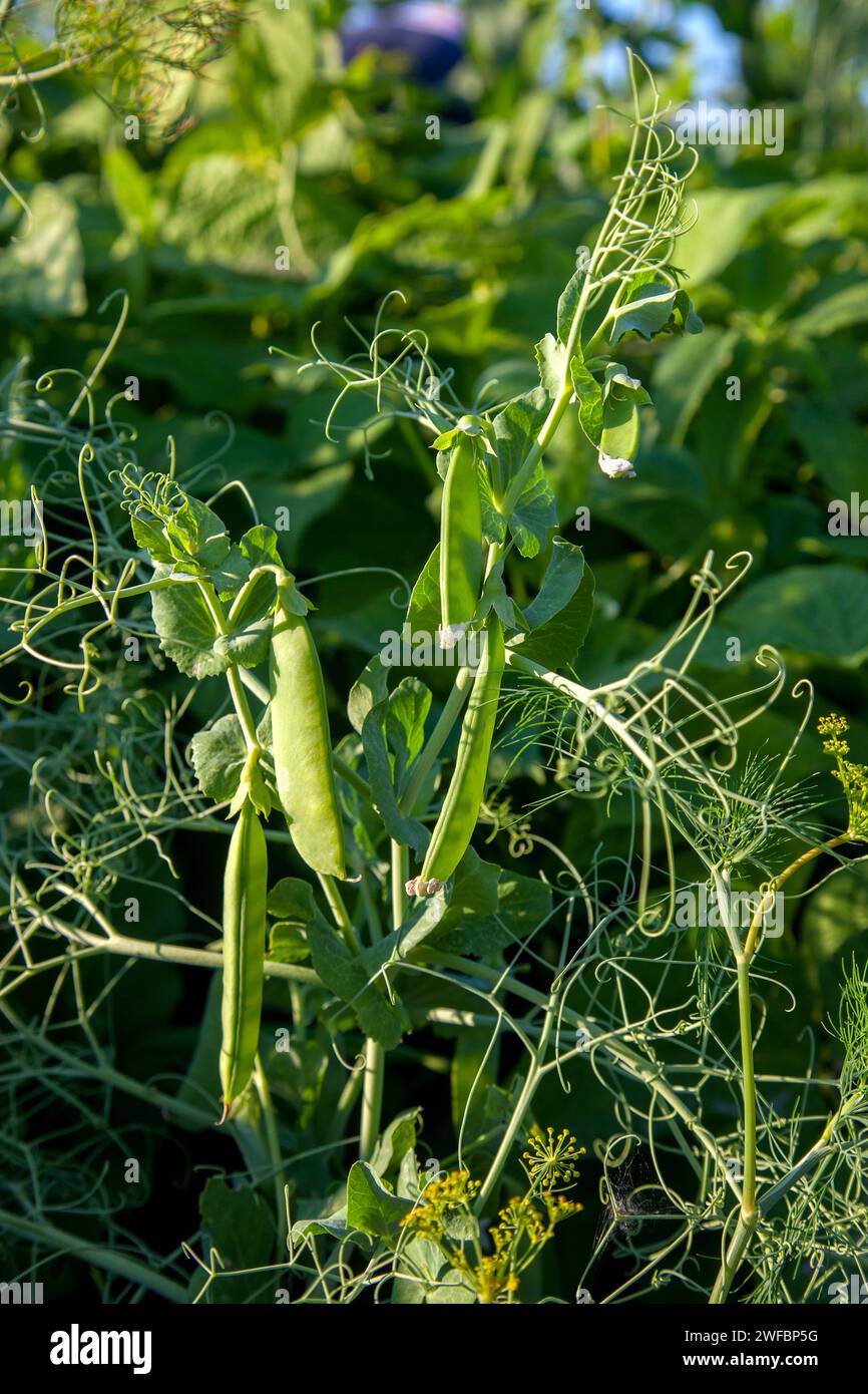 Bright green peas pods on a pea plant grow in the garden. Growing peas ...