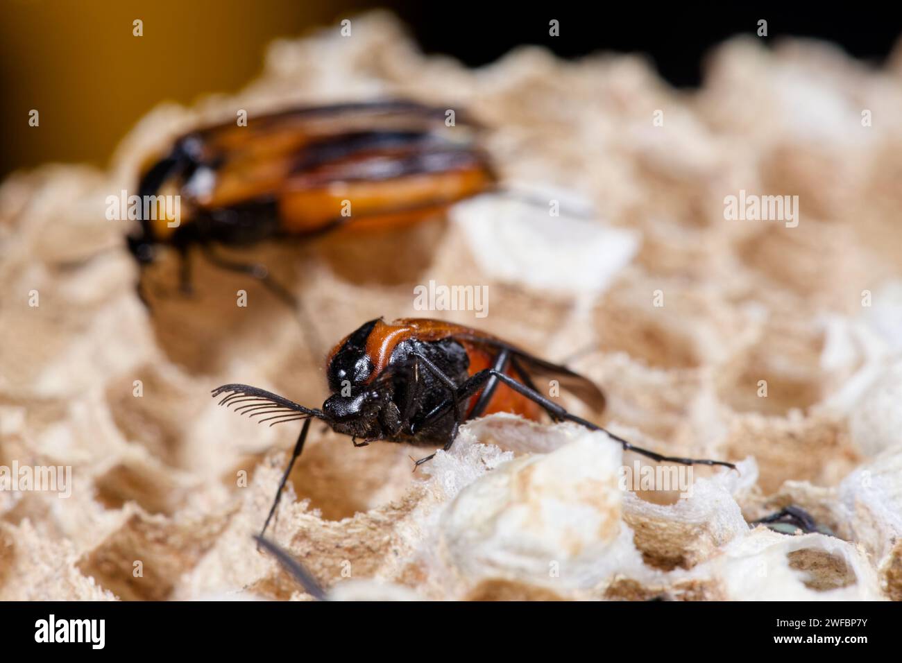Wasp nest beetles (Metoecus paradoxus) inside a wasp nest Stock Photo ...