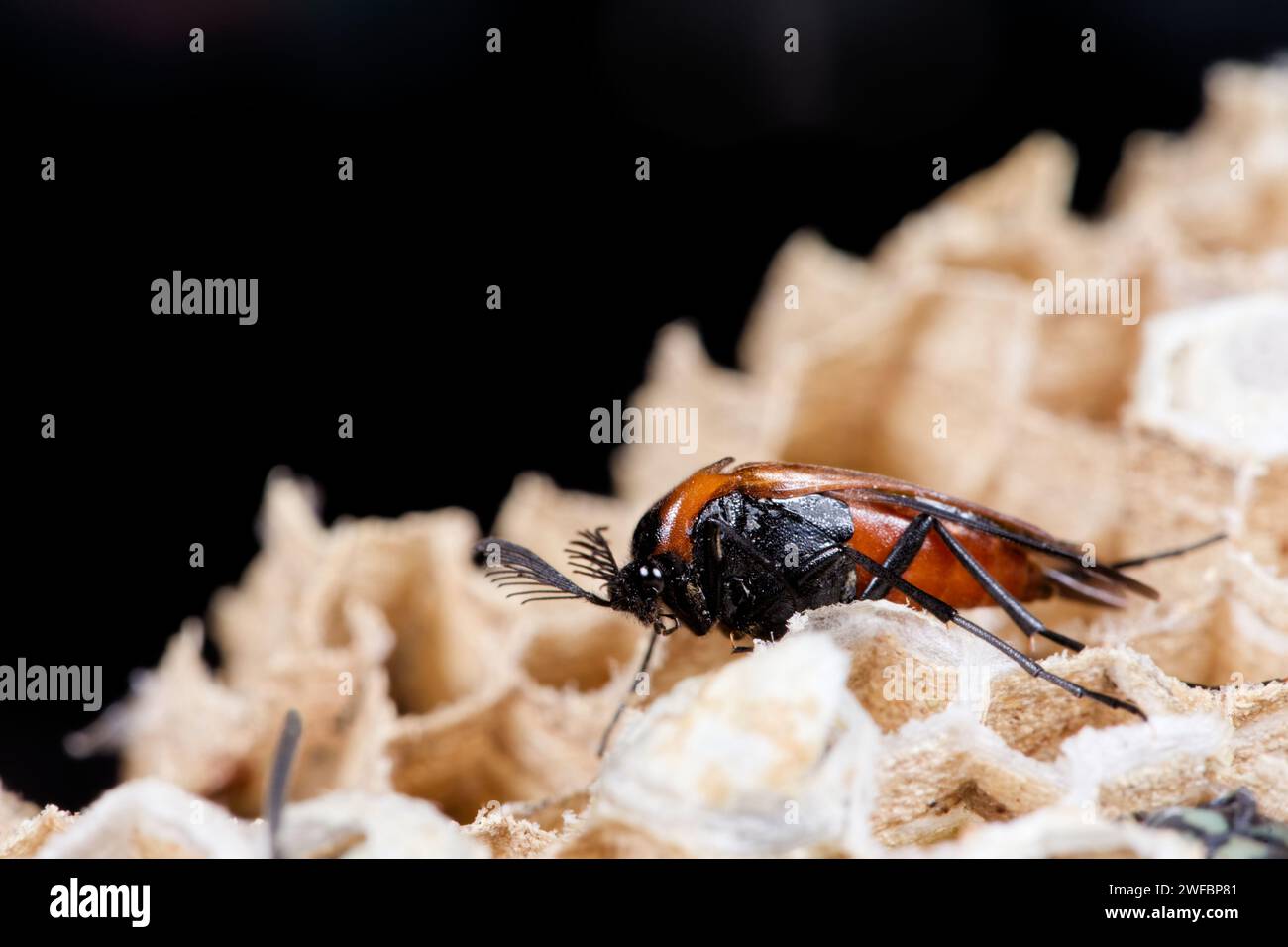 Wasp nest beetle (Metoecus paradoxus) inside a wasp nest Stock Photo ...