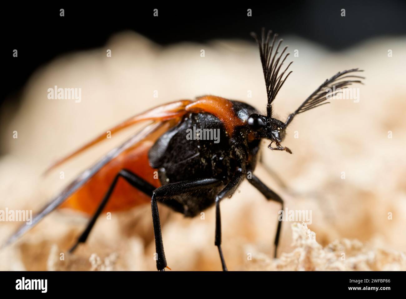 Wasp nest beetle (Metoecus paradoxus) inside a wasp nest Stock Photo ...