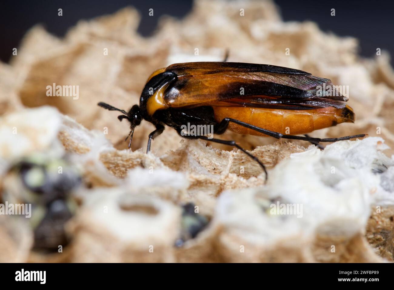 Wasp nest beetle (Metoecus paradoxus) inside a wasp nest Stock Photo ...