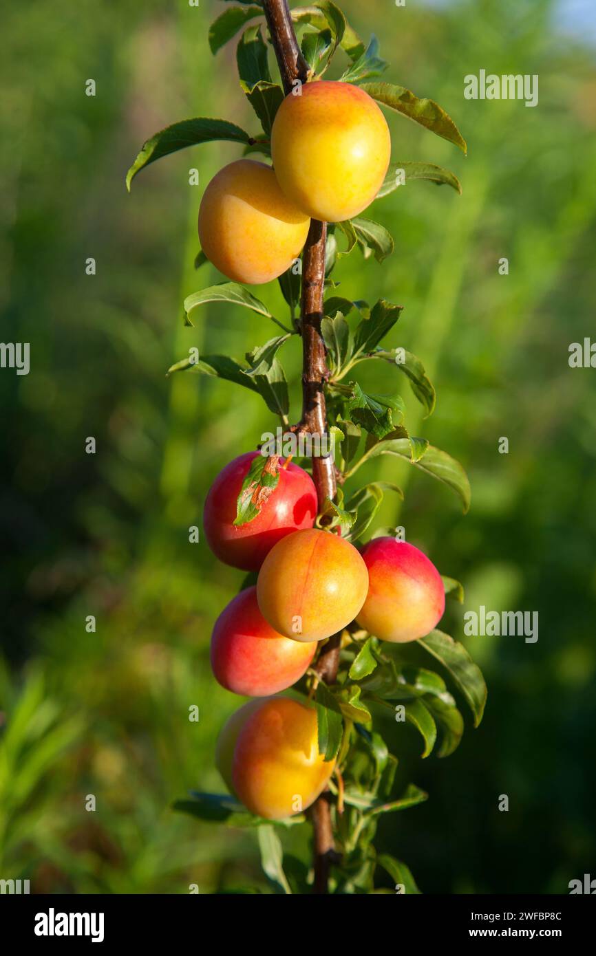 Mirabelle plum, also known as mirabelle prune or cherry plum, is a ...