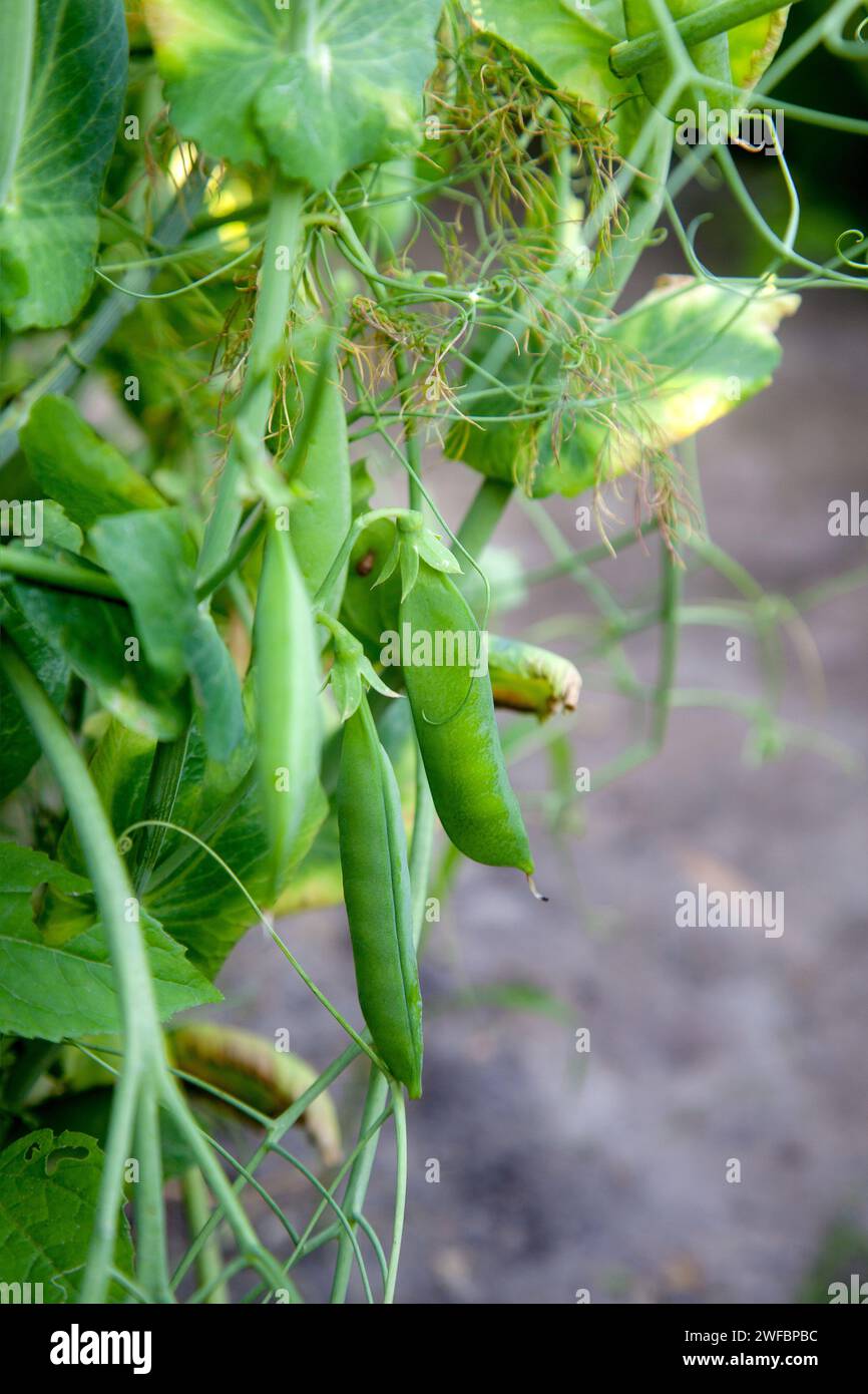 Bright green peas pods on a pea plant grow in the garden. Growing peas ...