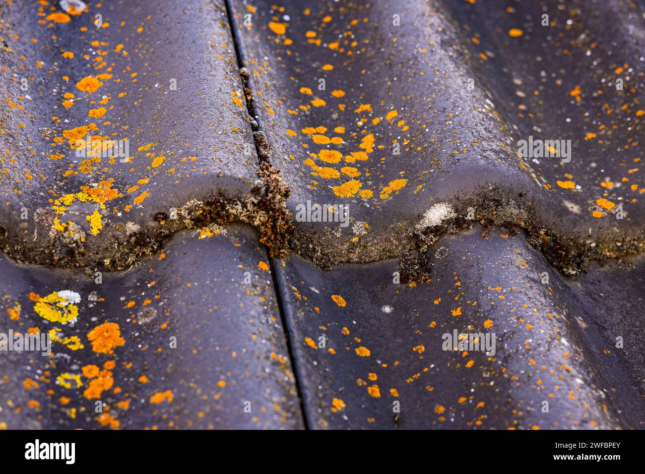 Lichen on roof tiles hi-res stock photography and images - Alamy