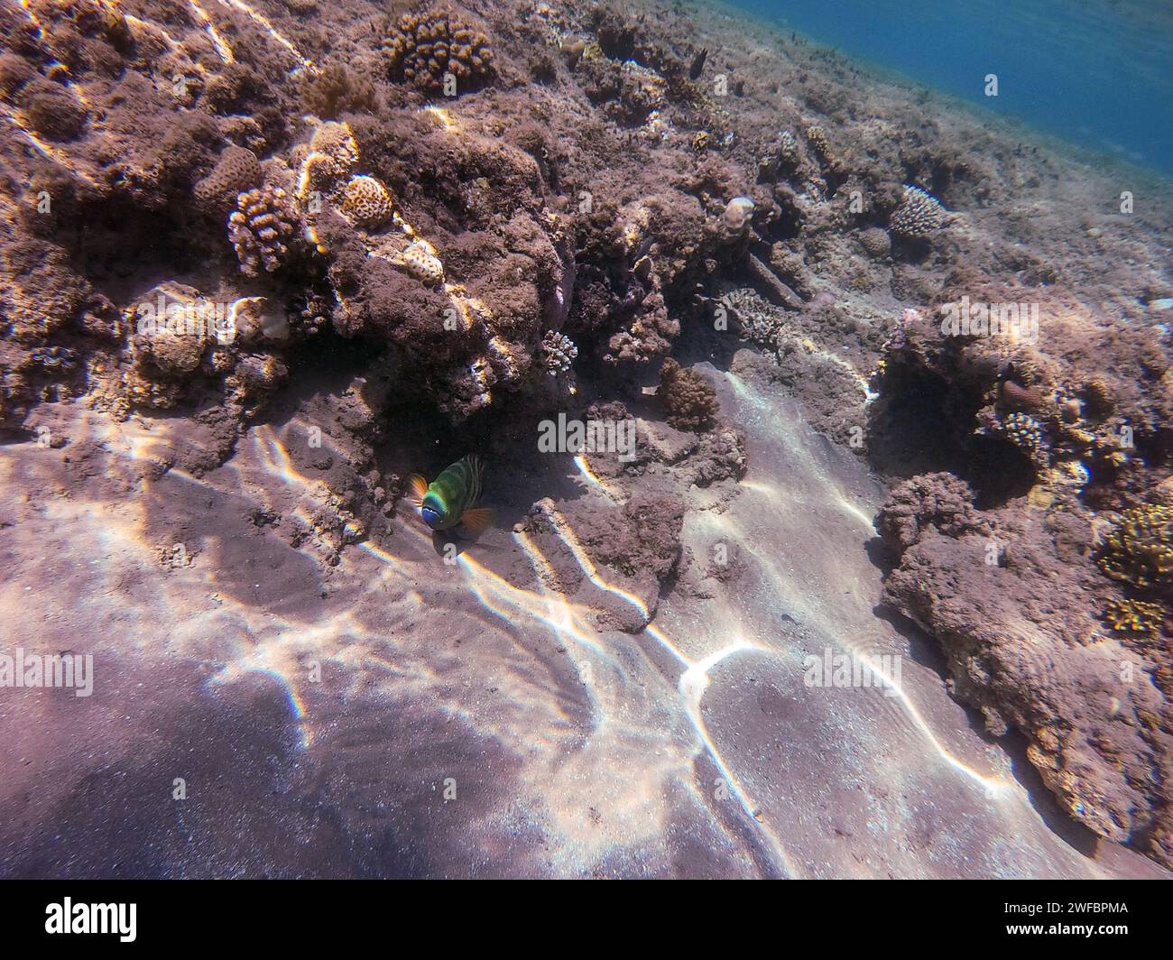 Close up view of tropical big broomtail wrasse known as Cheilinus ...