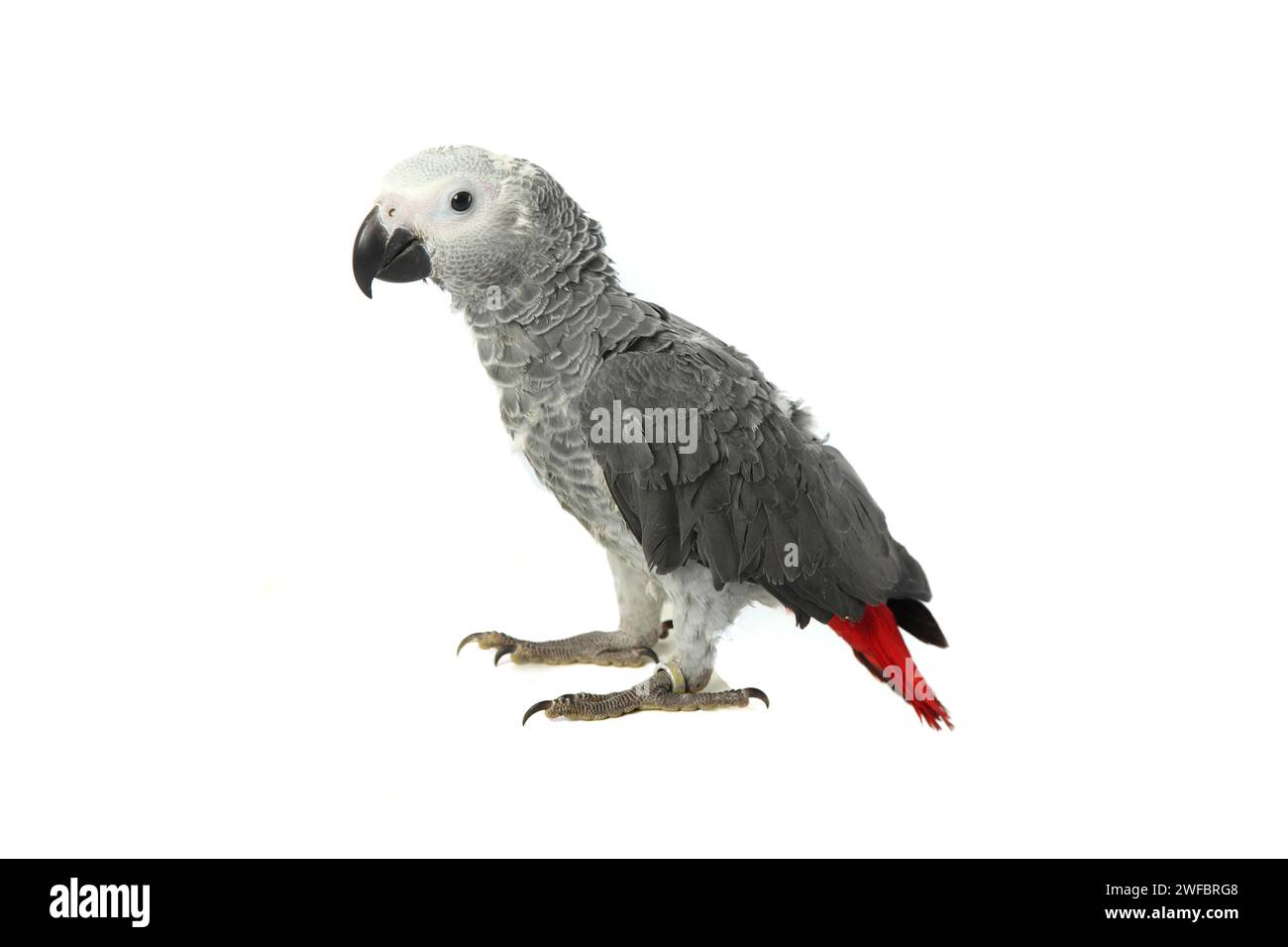 African avian species Cut Out Stock Images & Pictures - Alamy