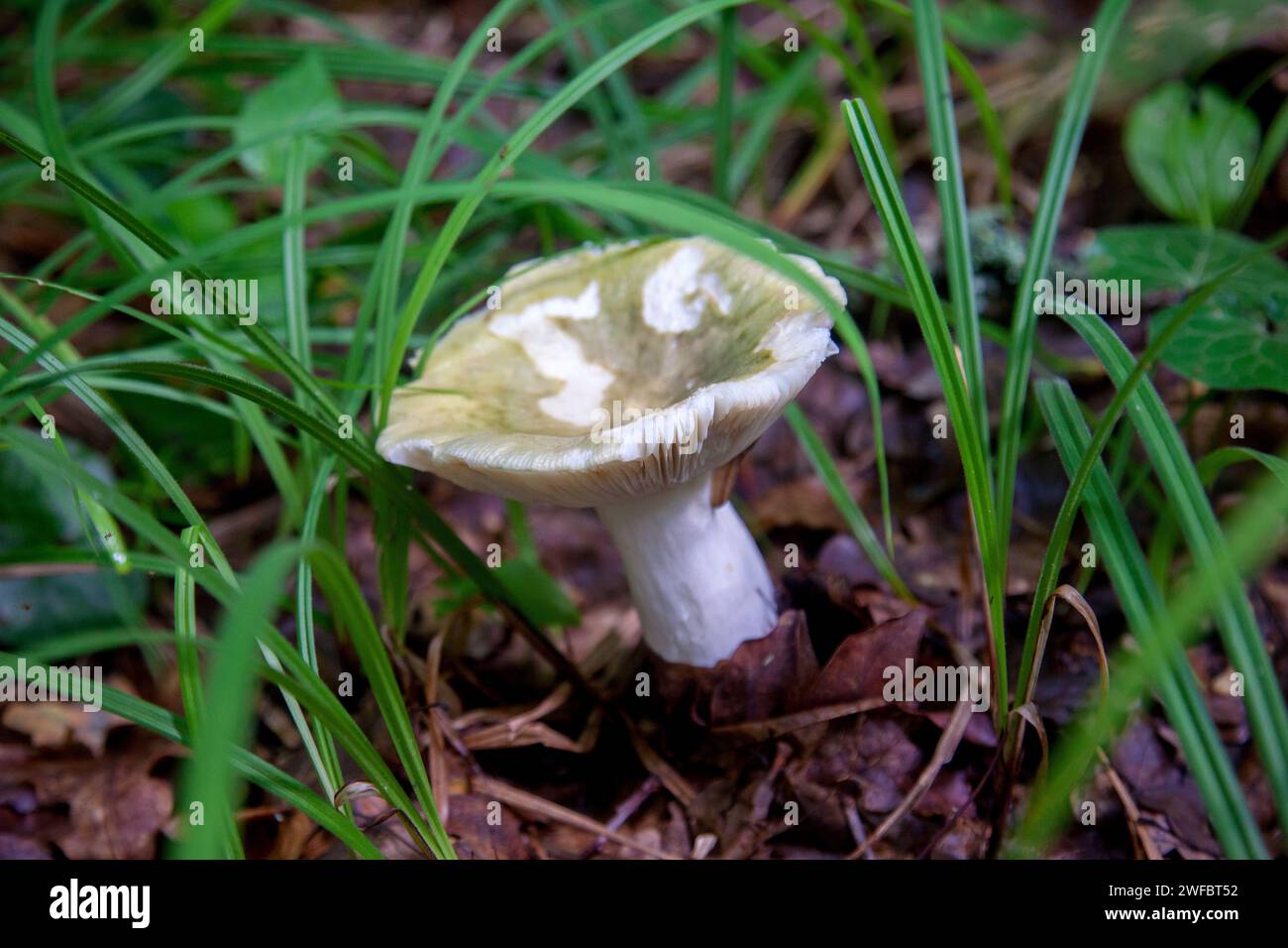 A mushroom Russula virescens is a basidiomycete mushroom of the genus ...