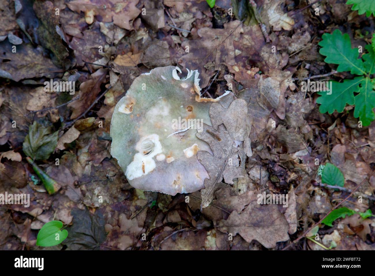 A mushroom Russula virescens is a basidiomycete mushroom of the genus ...