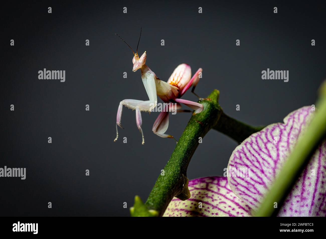 Orchid Mantis on a Pink Orchid Stock Photo - Alamy