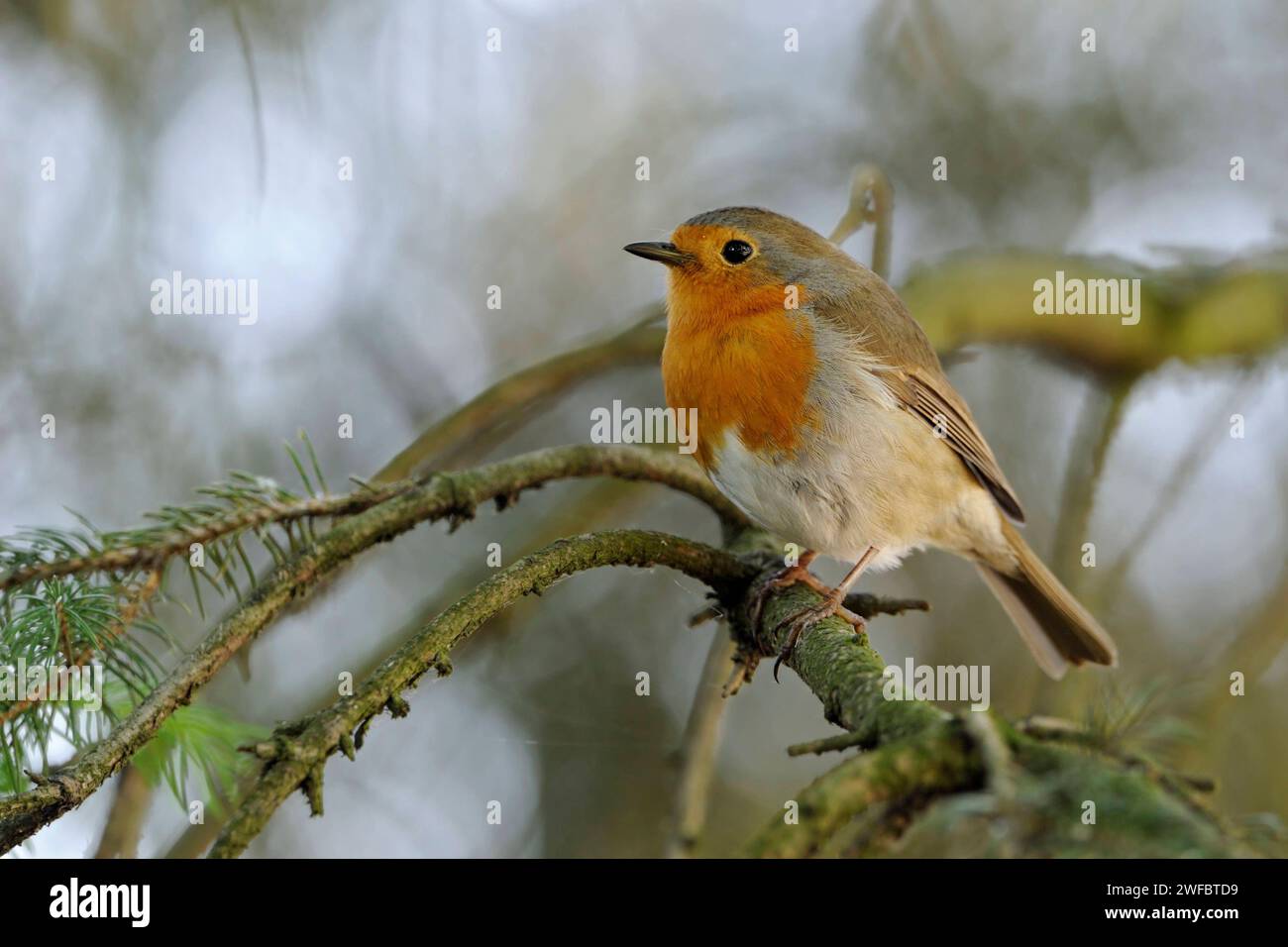 Beautiful Robin Redbreast / Rotkehlchen Erithacus rubecula sits on ...
