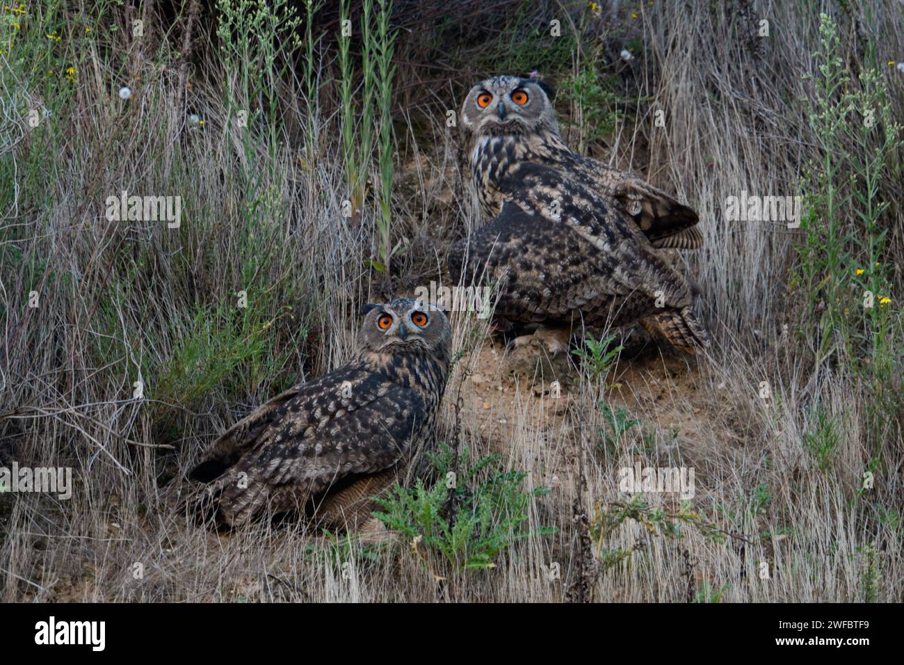 Intensive beobachtung hi-res stock photography and images - Alamy