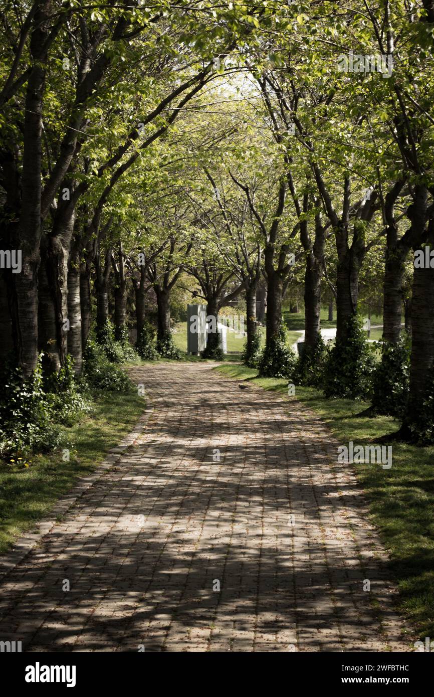 Tree lined pathway Stock Photo - Alamy