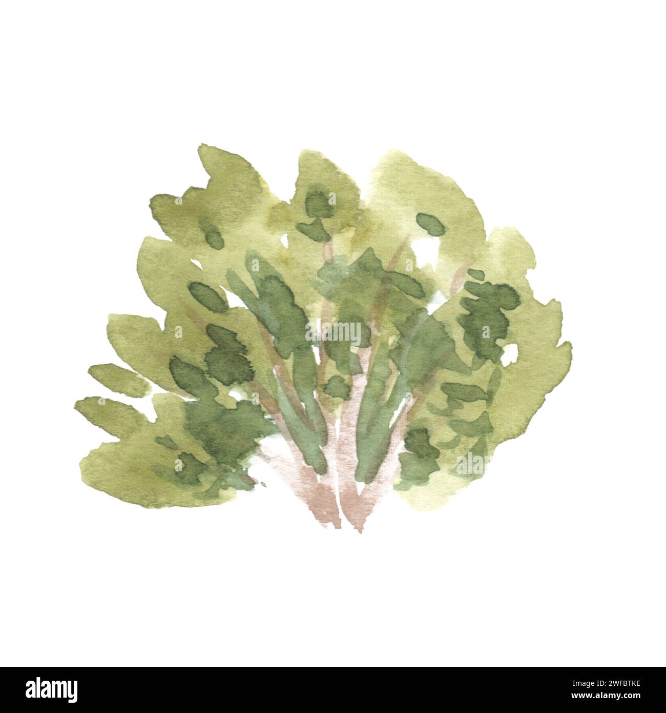 Watercolor hand drawn illustration of bush side view isolated on white ...