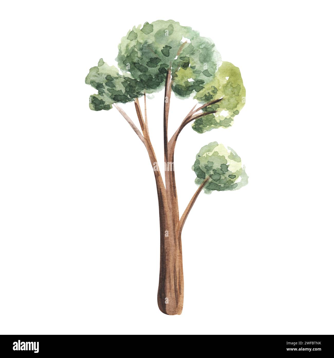 Watercolor hand drawn illustration of tree side view isolated on white ...