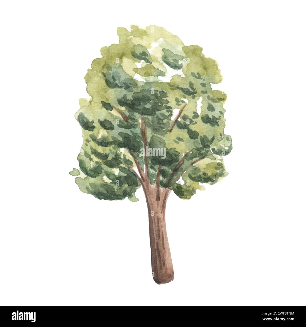 Watercolor hand drawn illustration of tree side view isolated on white ...