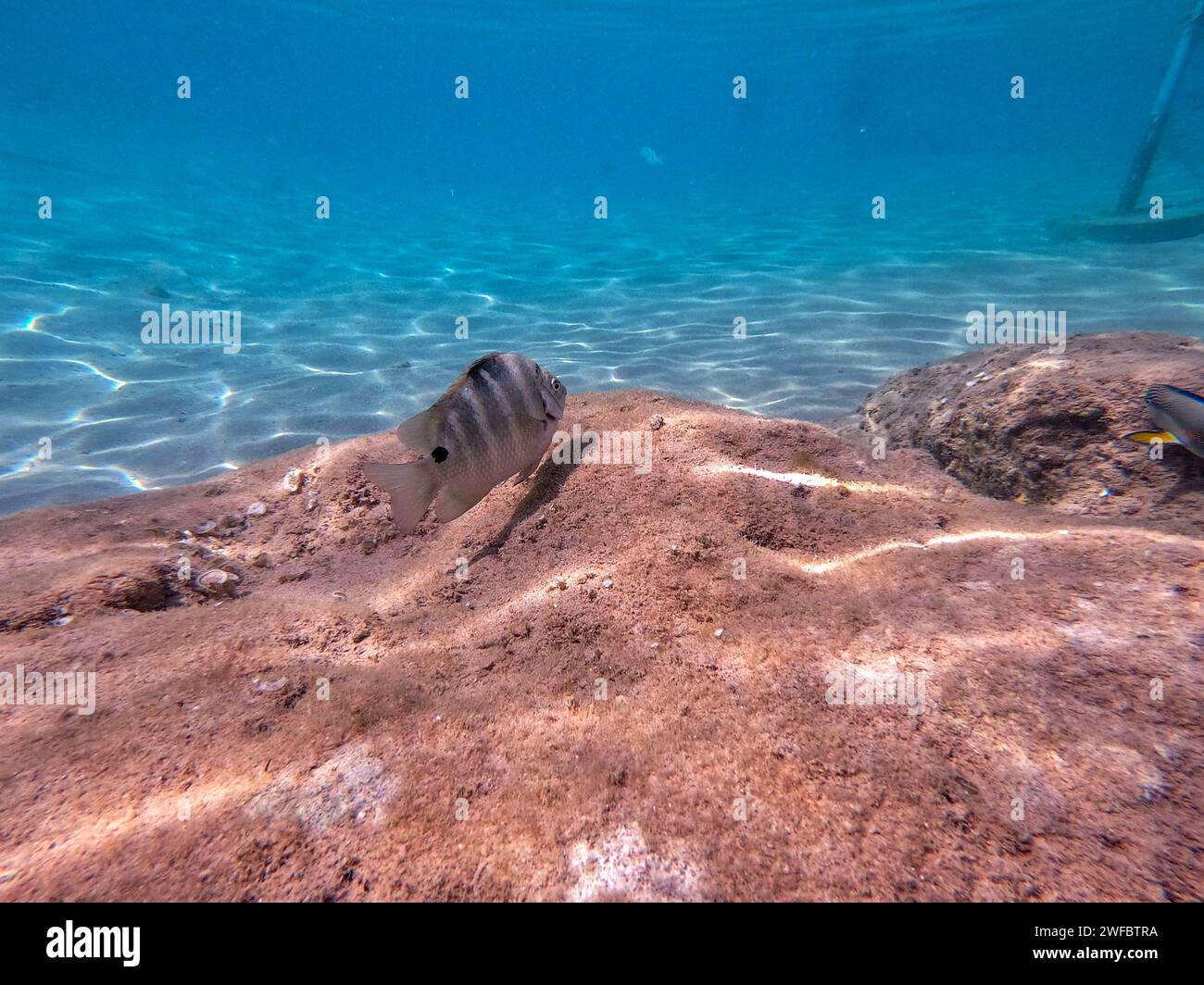 The threespot dascyllus (Dascyllus trimaculatus) known as domino damsel ...