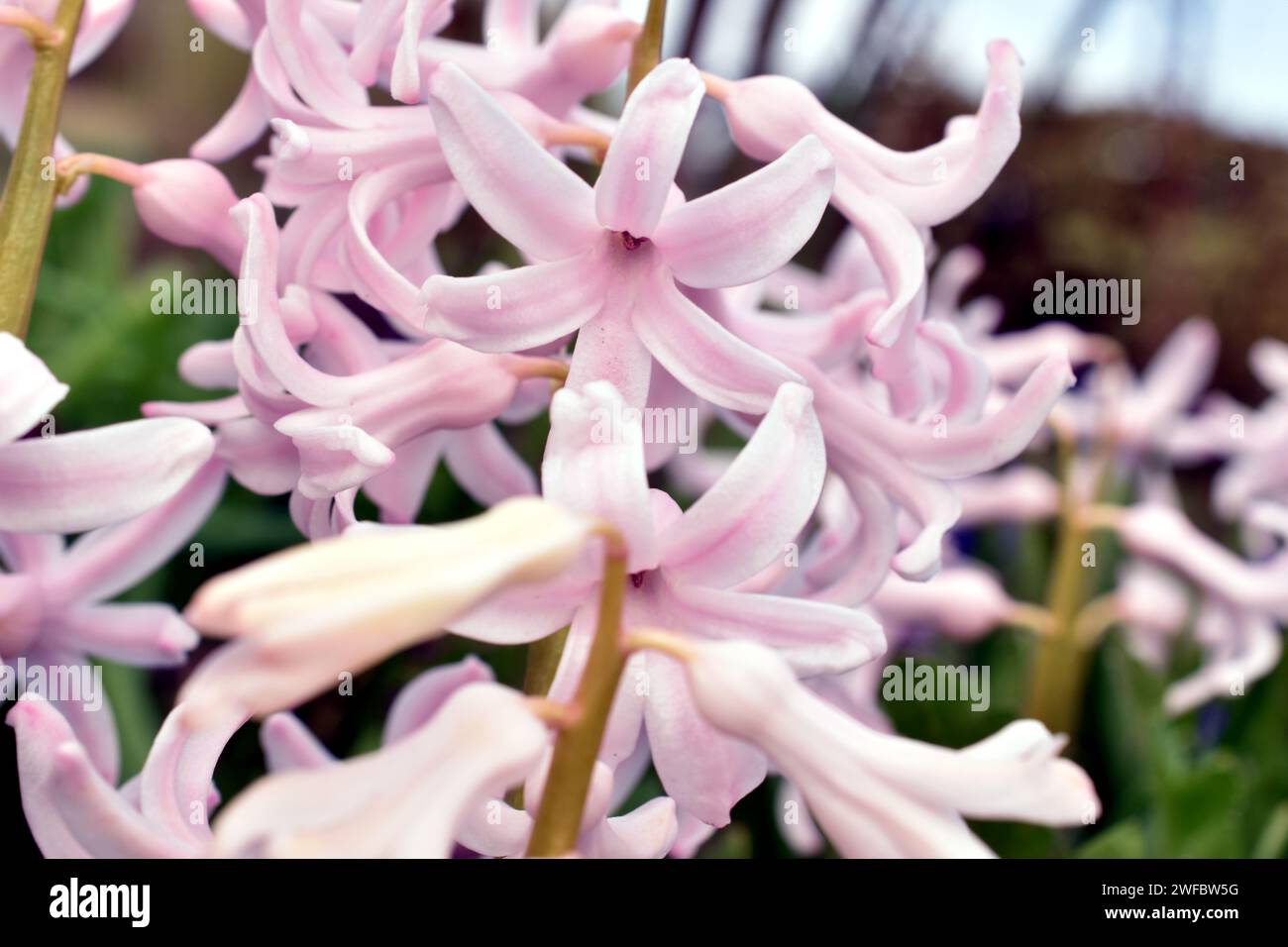 Oriental hyacinth is pink, its inflorescences are close-up in the ...