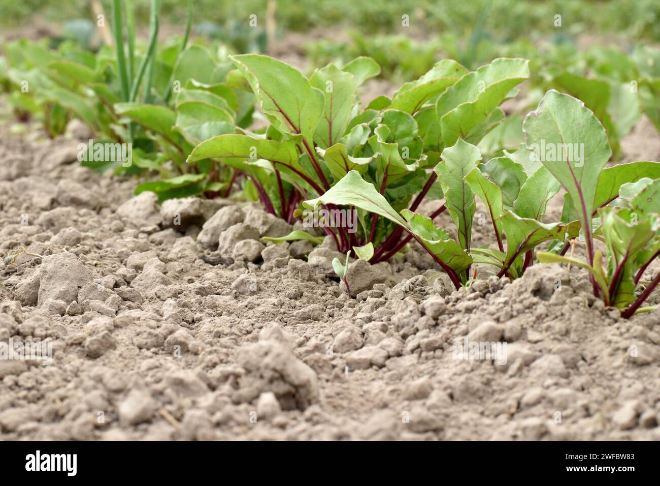 A bed of red beets in the garden, the first leaves to emerge Stock ...