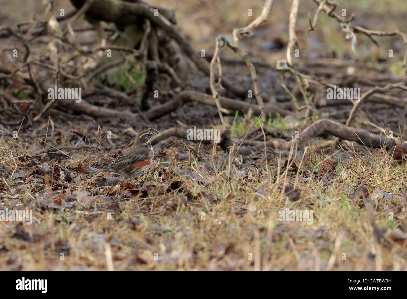 Redwing Turdus iliacus, grey brown upperparts dark spotted pale ...