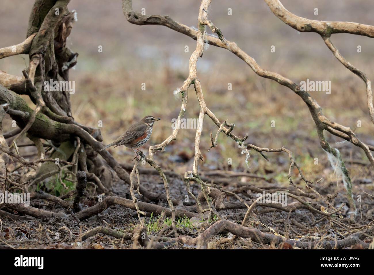White line under cheek cheeks hi-res stock photography and images - Alamy
