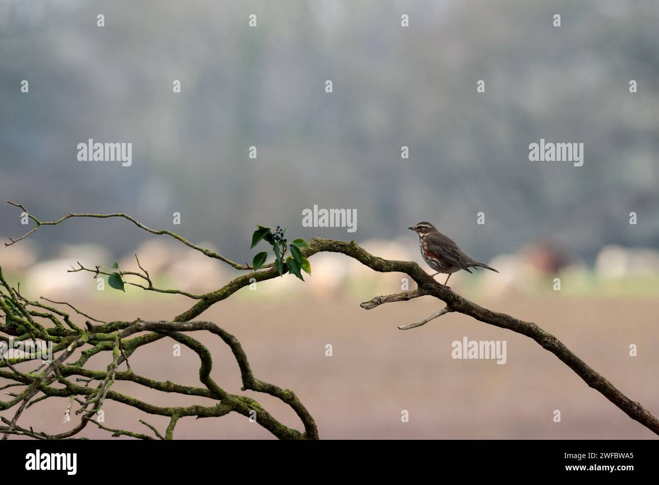Two white spots on their cheeks hi-res stock photography and images - Alamy