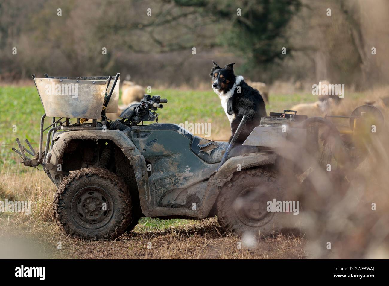 Dog on quad bike in field hi-res stock photography and images - Alamy