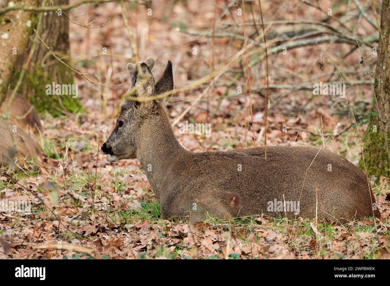 Roe deer laying near trees hi-res stock photography and images - Alamy