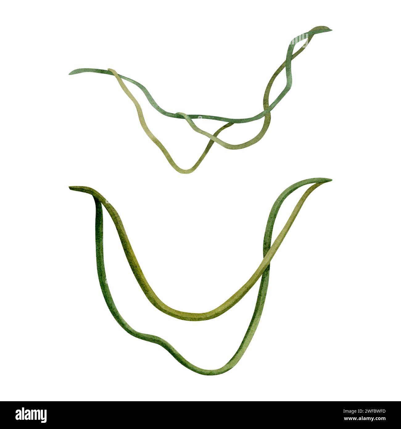 Watercolor liana on white Cut Out Stock Images & Pictures - Alamy