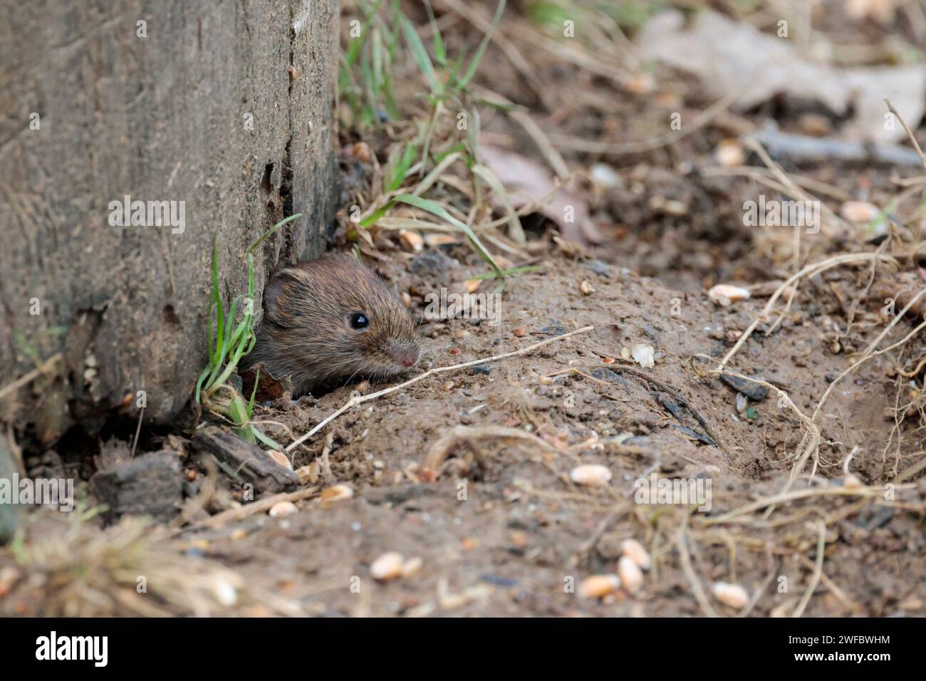Bank vole darting out to feed on seed hi-res stock photography and ...