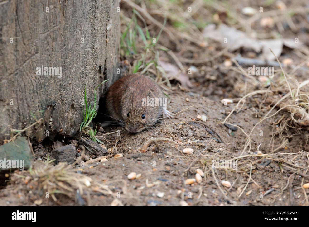 Bank vole Clethrionomys glareolus, glossy chestnut brown coat small ...