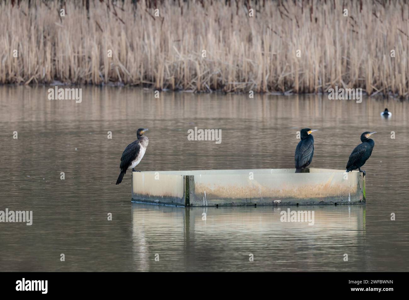 Oily sheen of plumage hi-res stock photography and images - Alamy