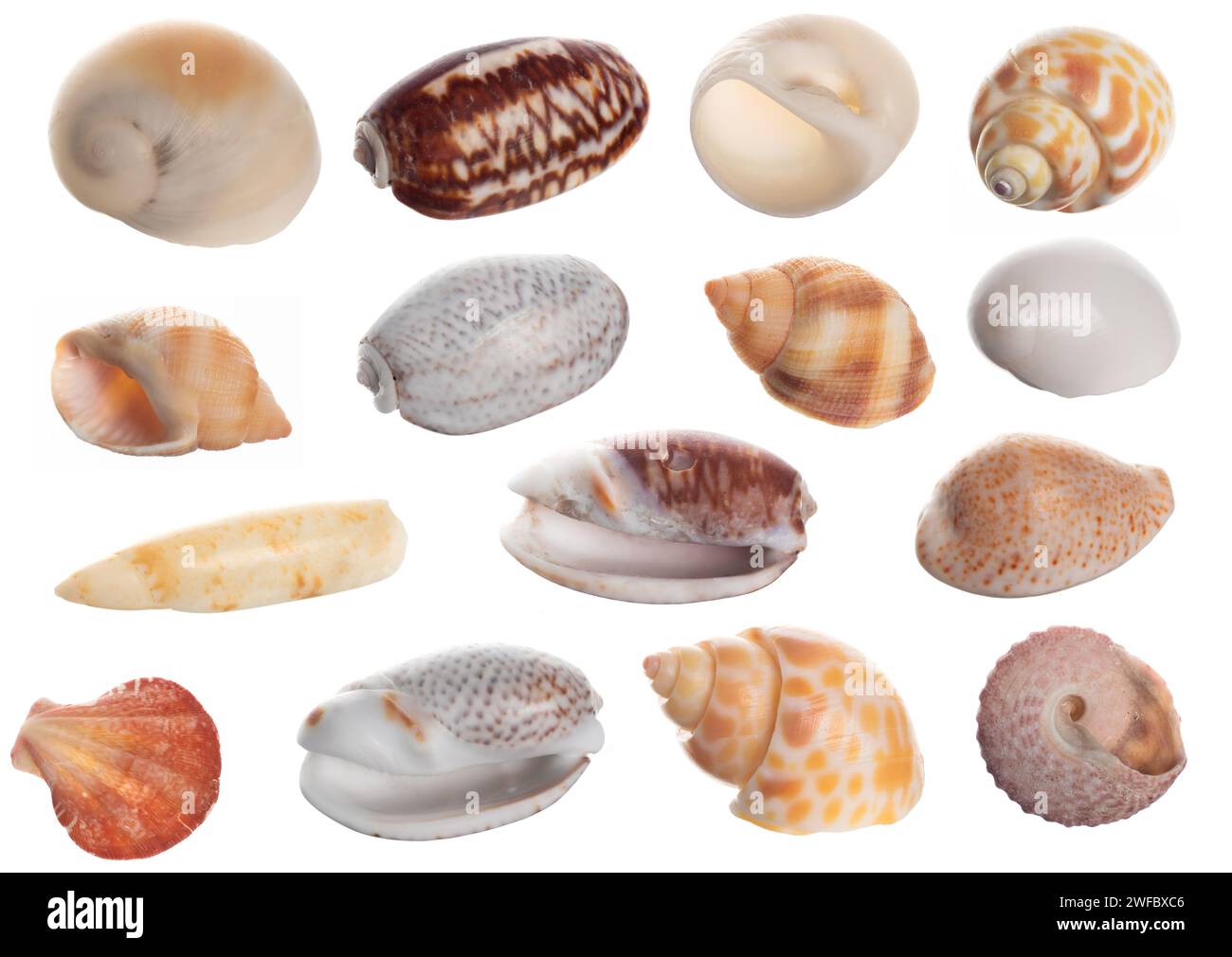 Seashell collection isolated on white background close up Stock Photo ...