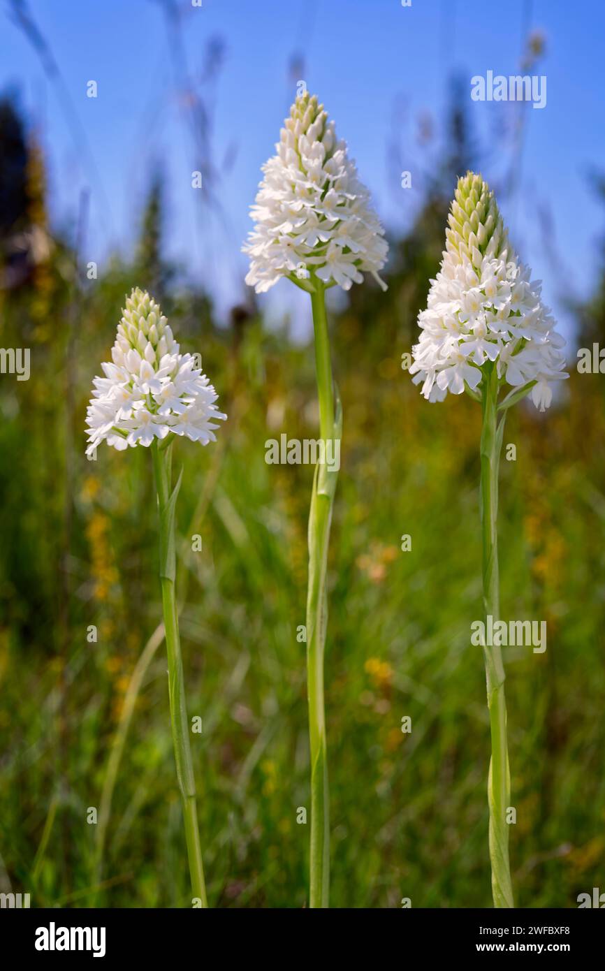 Pyramidal orchid, albino form (Anacamptis berica fo. alba), Orchidaceae ...