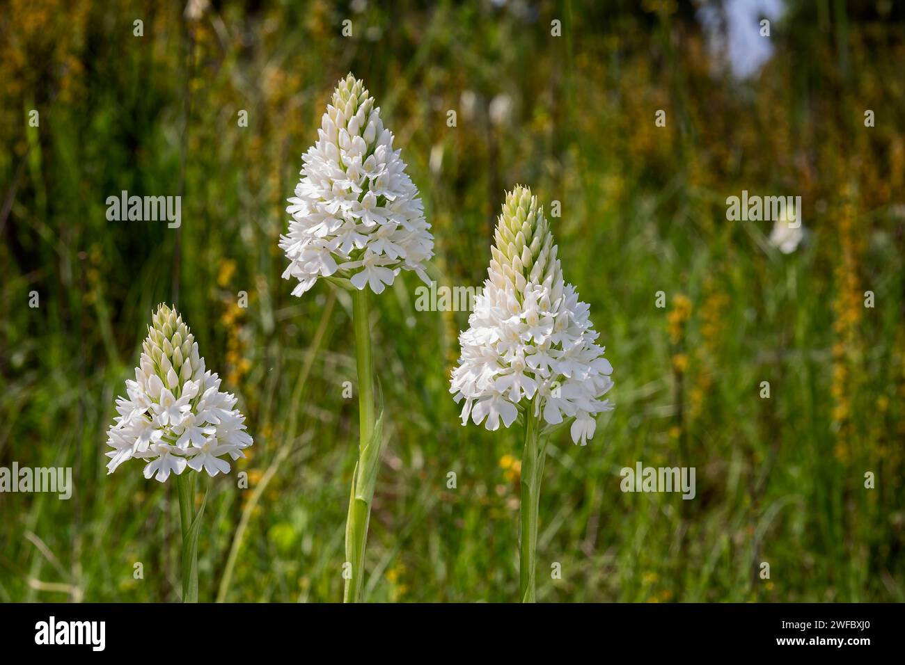Pyramidal orchid, albino form (Anacamptis berica fo. alba), Orchidaceae ...