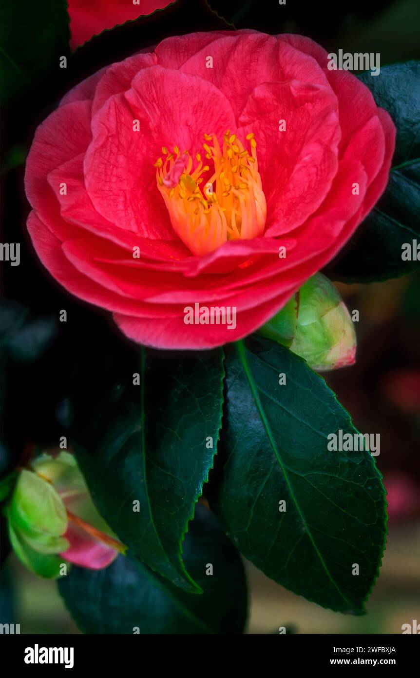 Camellia japonica, Theaceae; evergreen shurb; red pink Stock Photo - Alamy