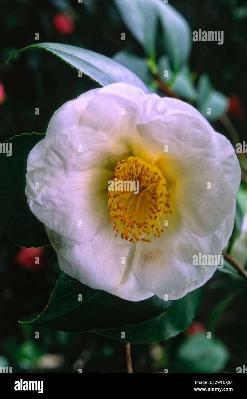 Camellia japonica cv. Alba Simplex, Theaceae; evergreen shurb; white ... Camellia japonica cv. Alba Simplex, Theaceae; evergreen shurb; white ...