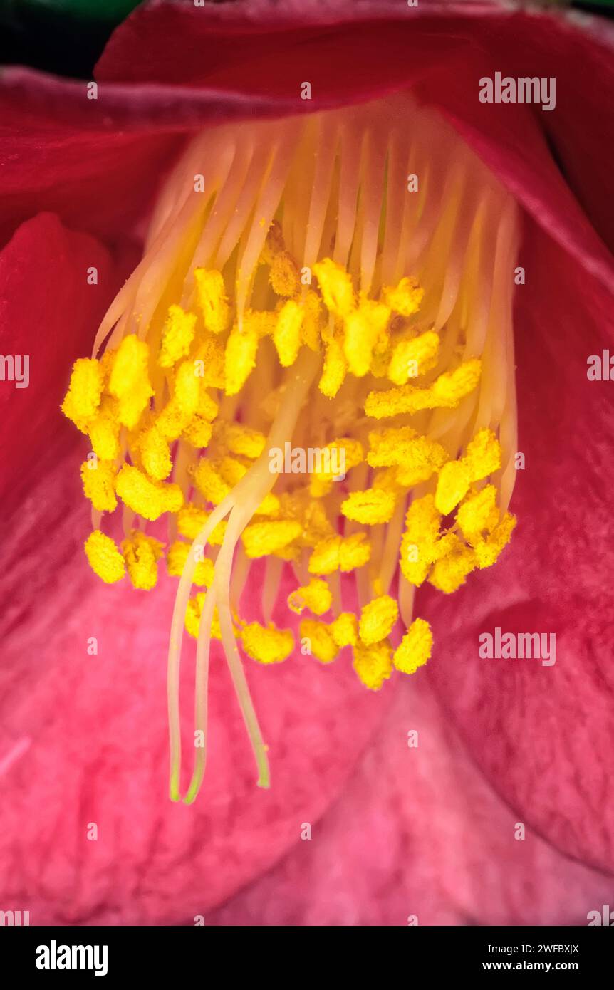 Camellia japonica, Theaceae; stami; evergreen shurb; red pink Stock ...