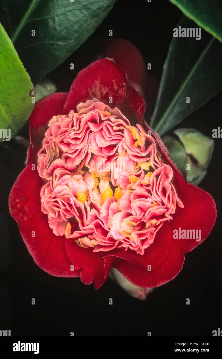 Camellia japonica cv. Bokuhan, Theaceae; evergreen shurb Stock Photo ...