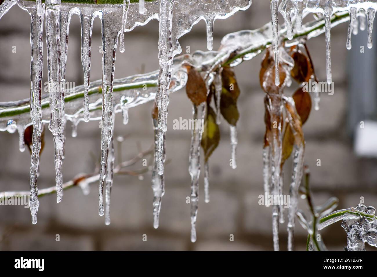 Closeup of icicles hanging from branch coated in ice from a winter ice ...