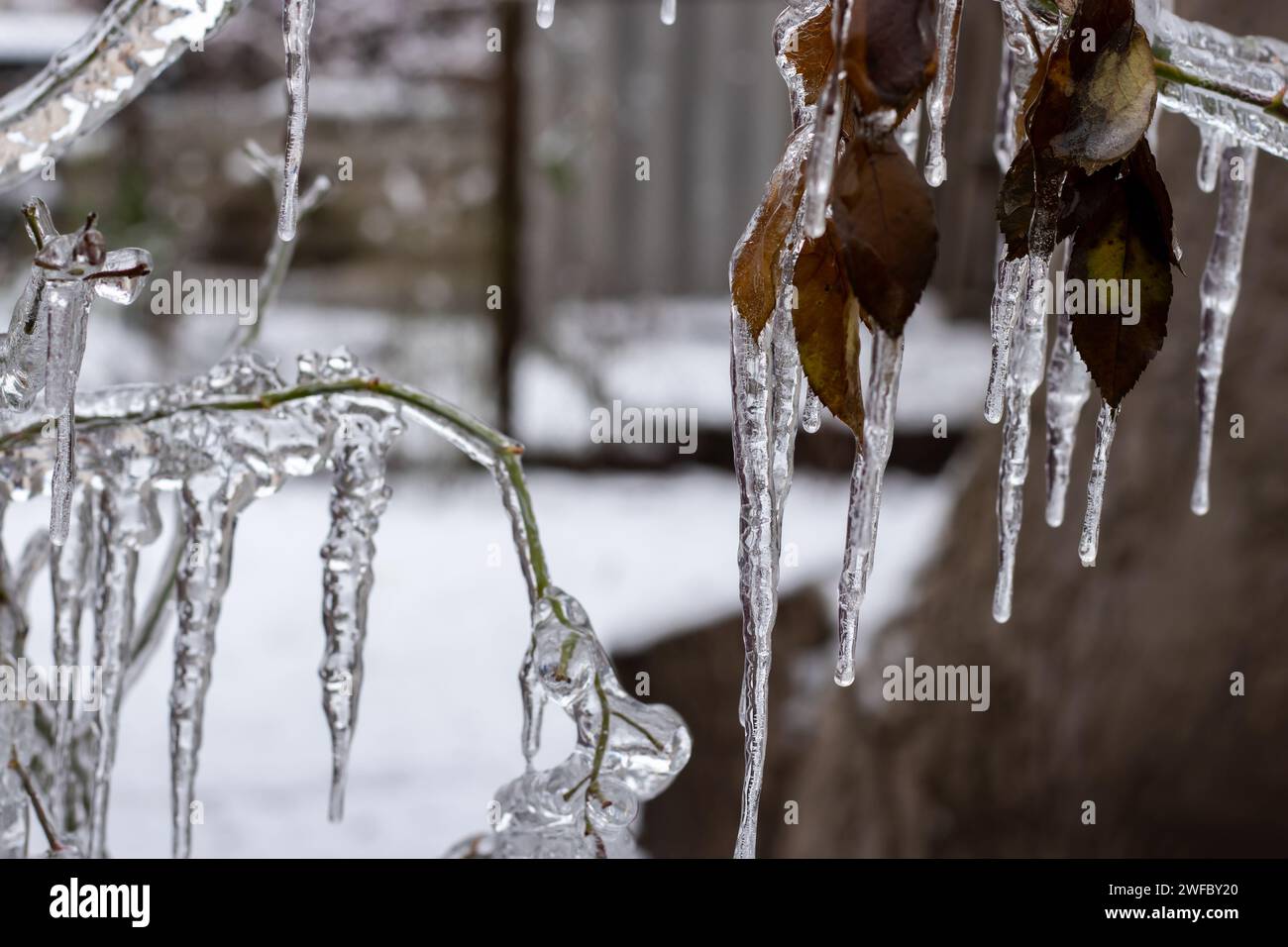Ice tree branches hi-res stock photography and images - Alamy