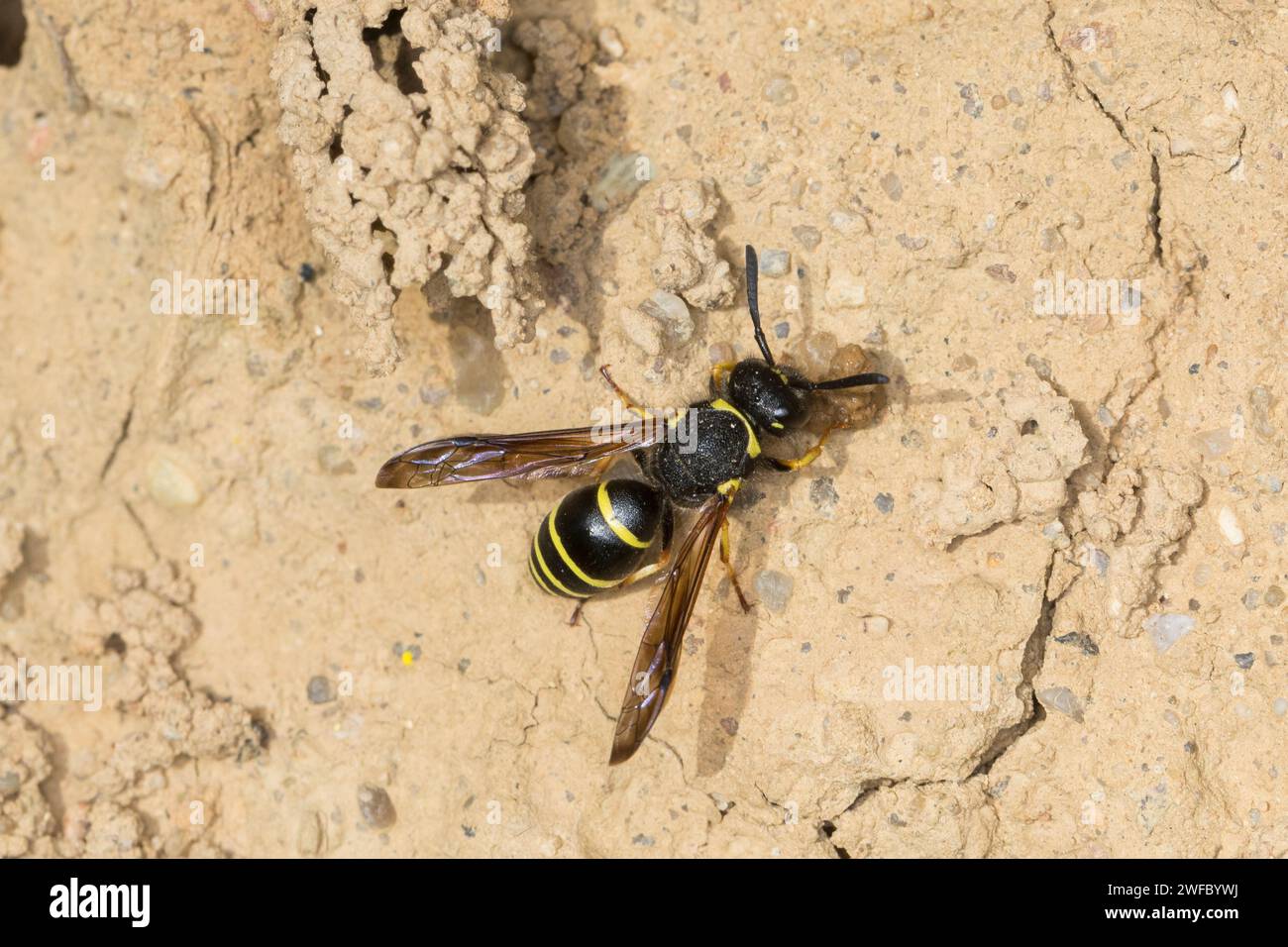 Female wasp nest hi-res stock photography and images - Alamy