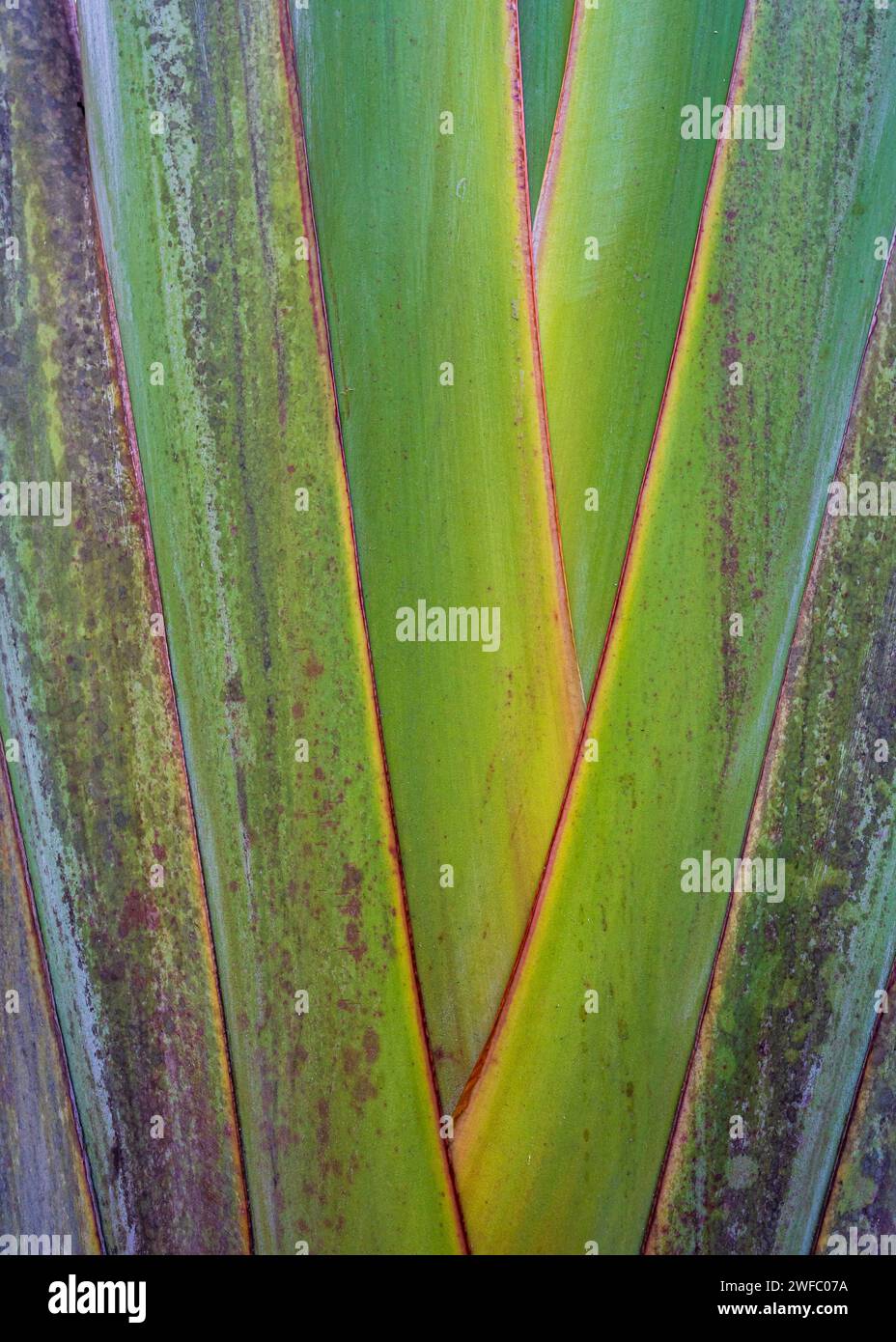 Vertical closeup view of traveller's palm tree aka ravenala ...