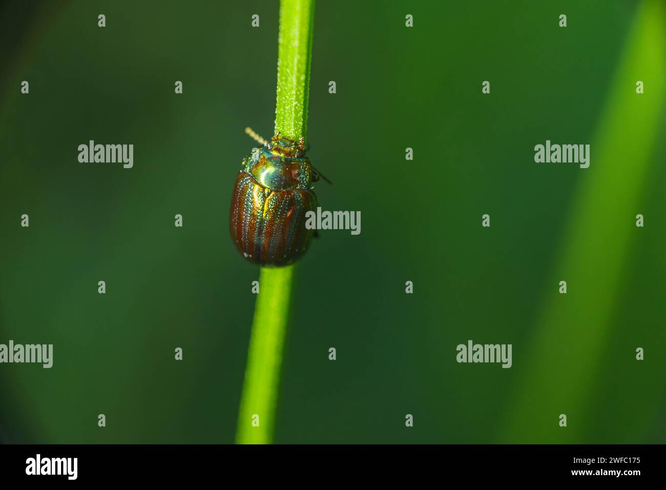 Jewel beetle camouflage hi-res stock photography and images - Alamy