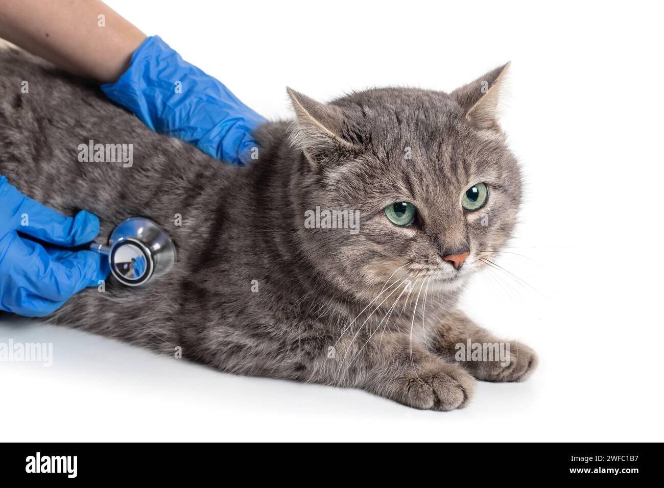 Vet listening fluffy cat using stethoscope during appointment in ...