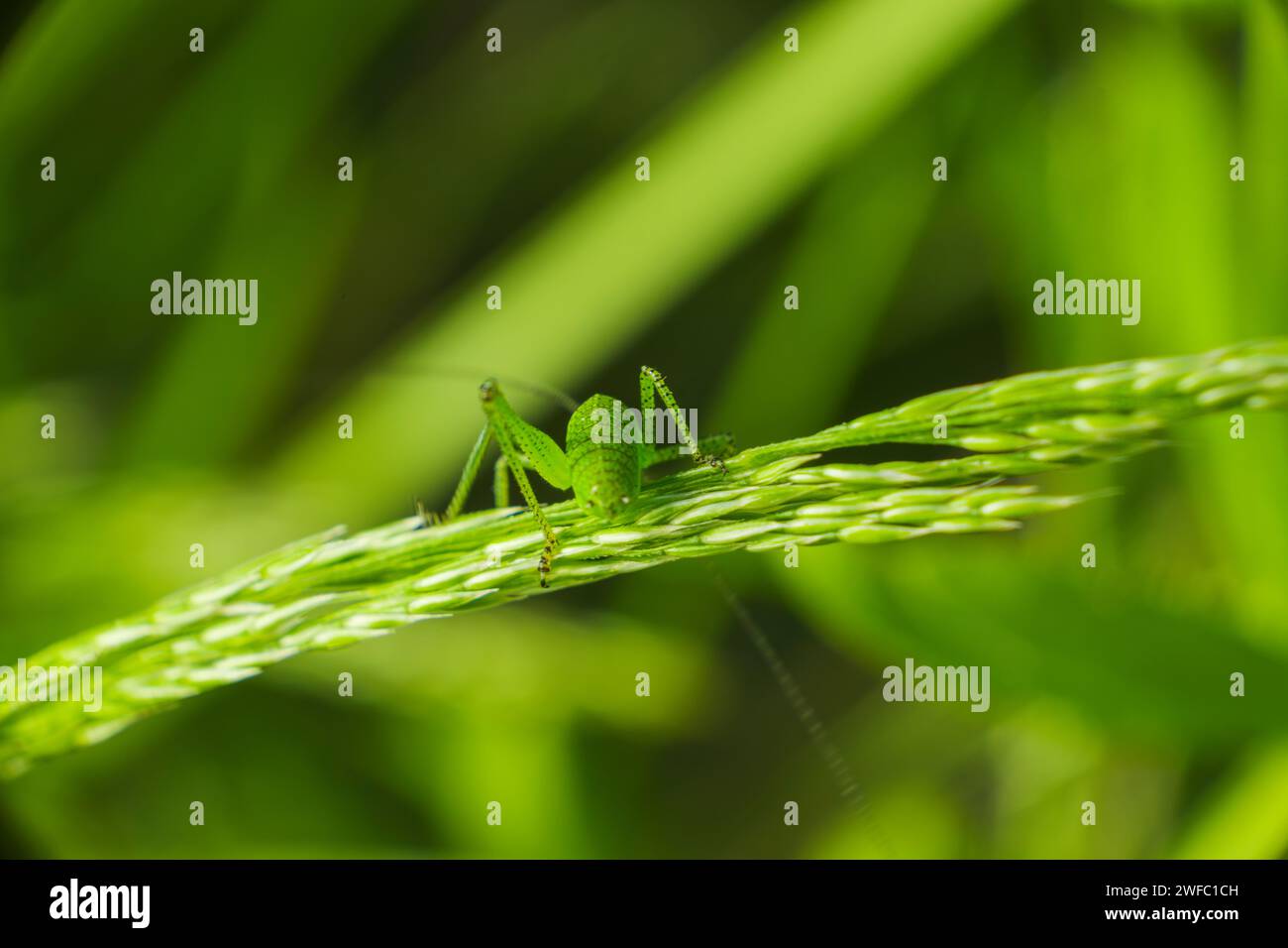 Grasshopper shot hi-res stock photography and images - Alamy