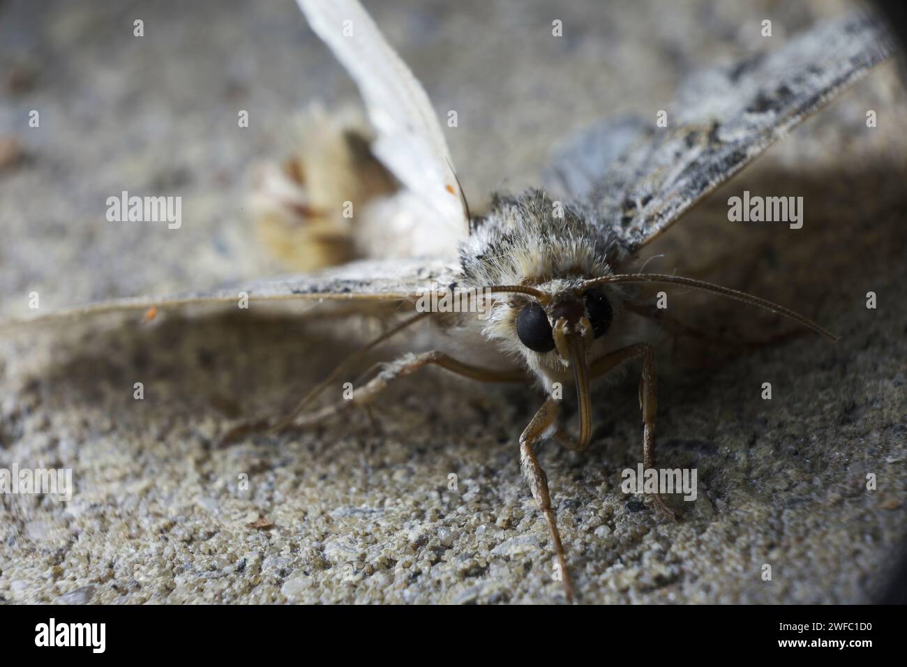 Night moth hi-res stock photography and images - Alamy